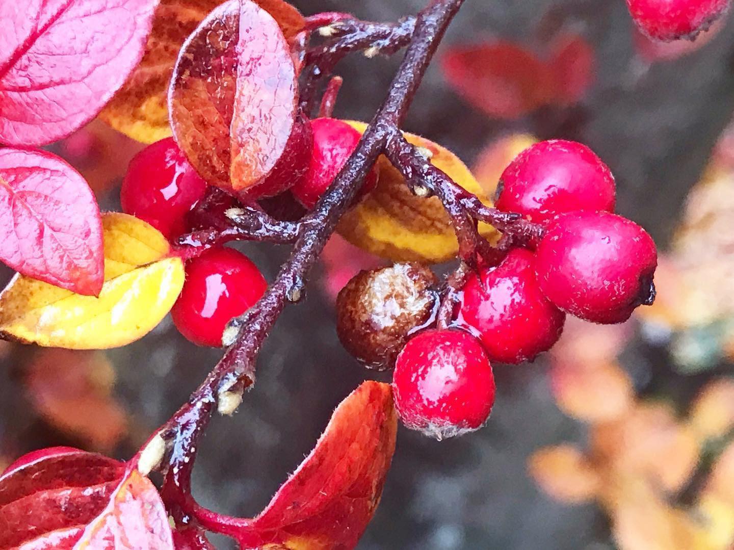 Mabon: 22nd September 2020 » The Ginger Witch
