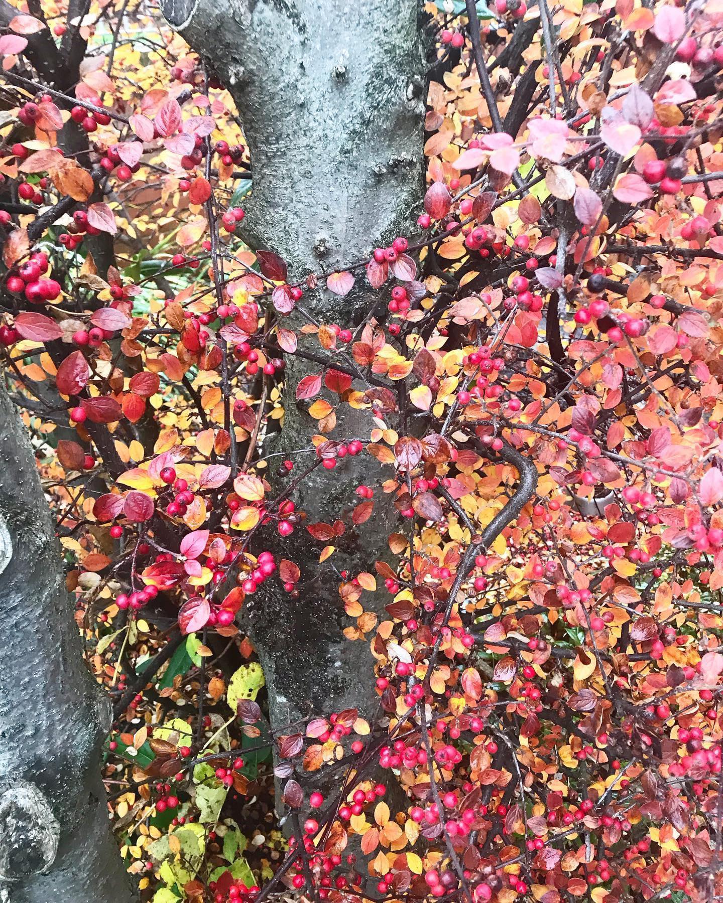 Mabon: 22nd September 2020 » The Ginger Witch